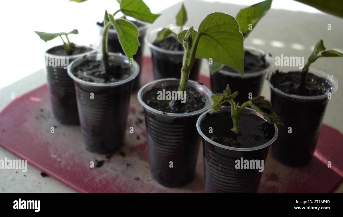 Pouring fertile soil, vegetable grower, farmer, gardener prepares ...