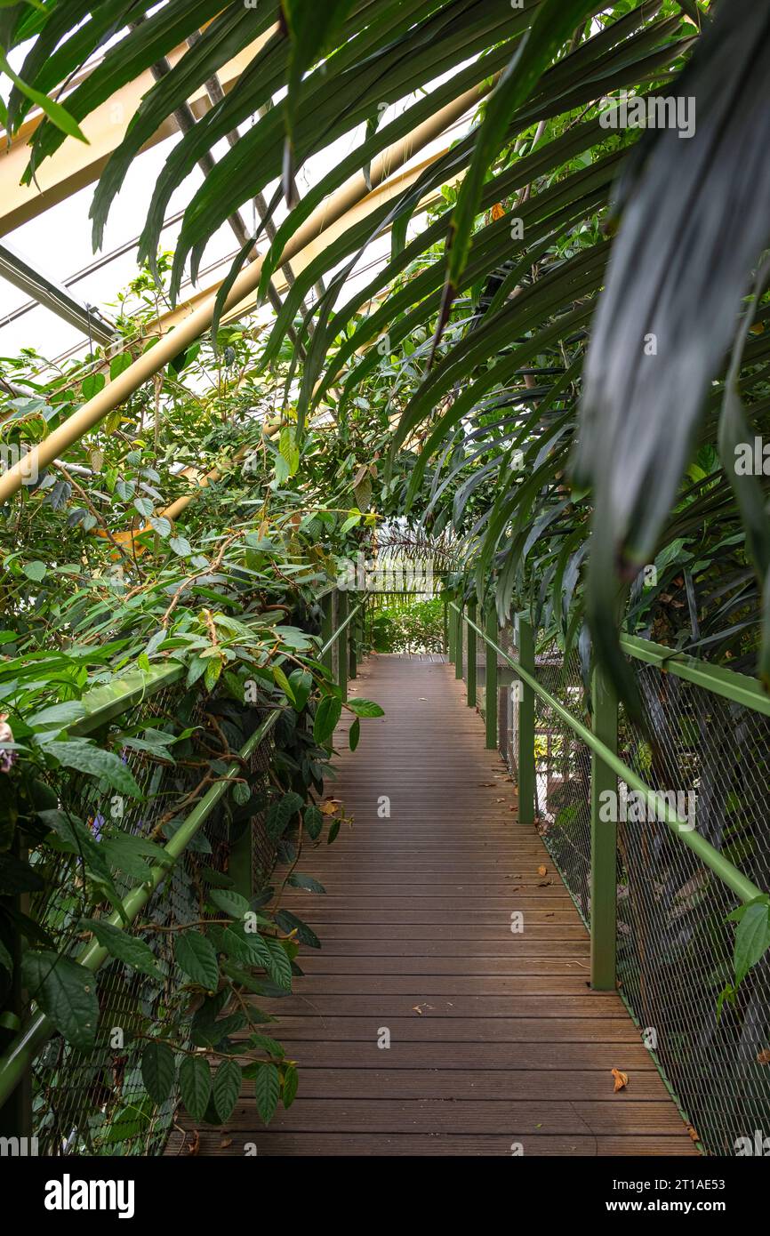 Tropical bushes and trees in the botanical garden in Leiden ...