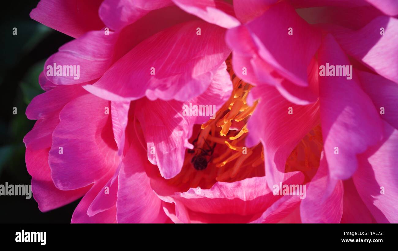 A honey bee hunts for nectar in a purple peony flower. The purple peony ...