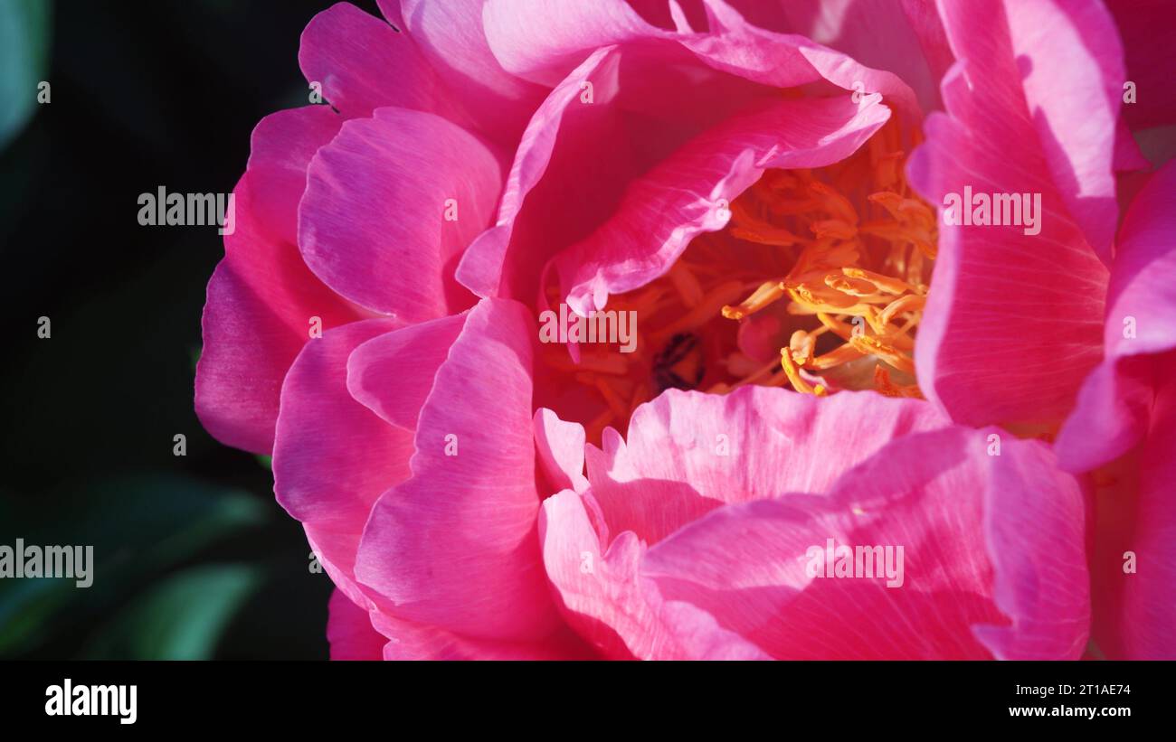 A honey bee hunts for nectar in a purple peony flower. The purple peony ...