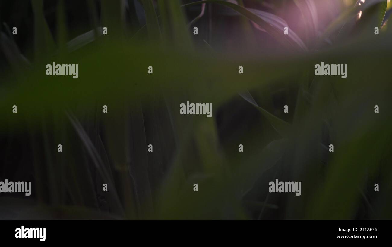 Rainforest leaf drip hi-res stock photography and images - Alamy