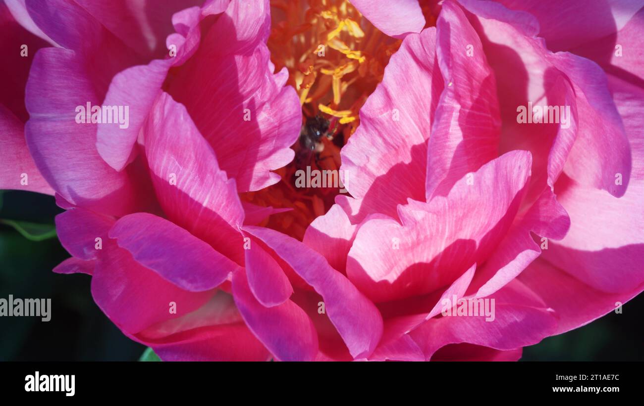 A honey bee hunts for nectar in a purple peony flower. The purple peony ...