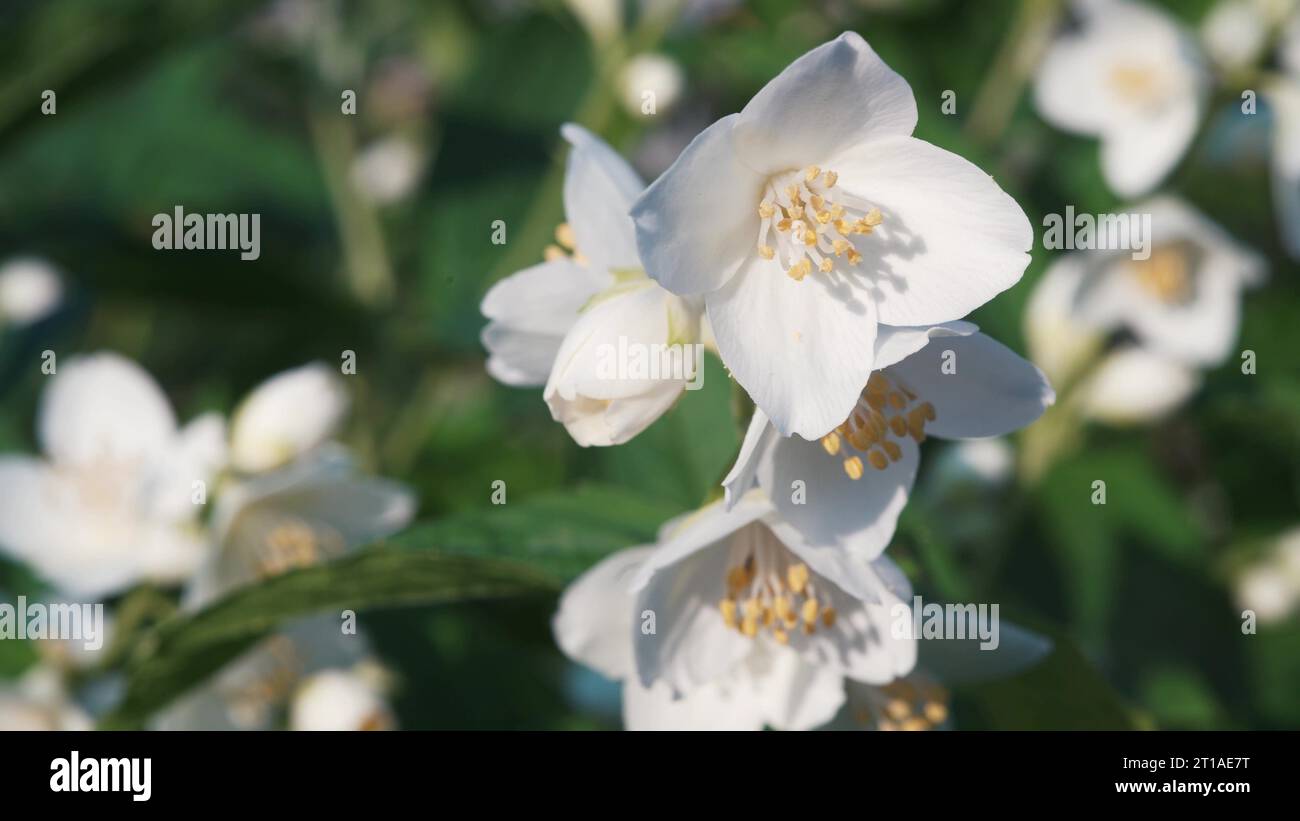 Growing plant time lapse close hi-res stock photography and images - Alamy