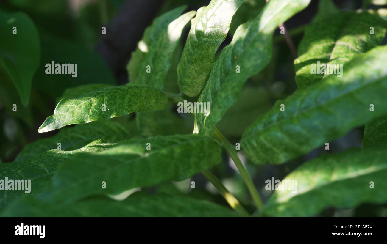 Close up of morning dew drop falling on natural green plant leaves ...
