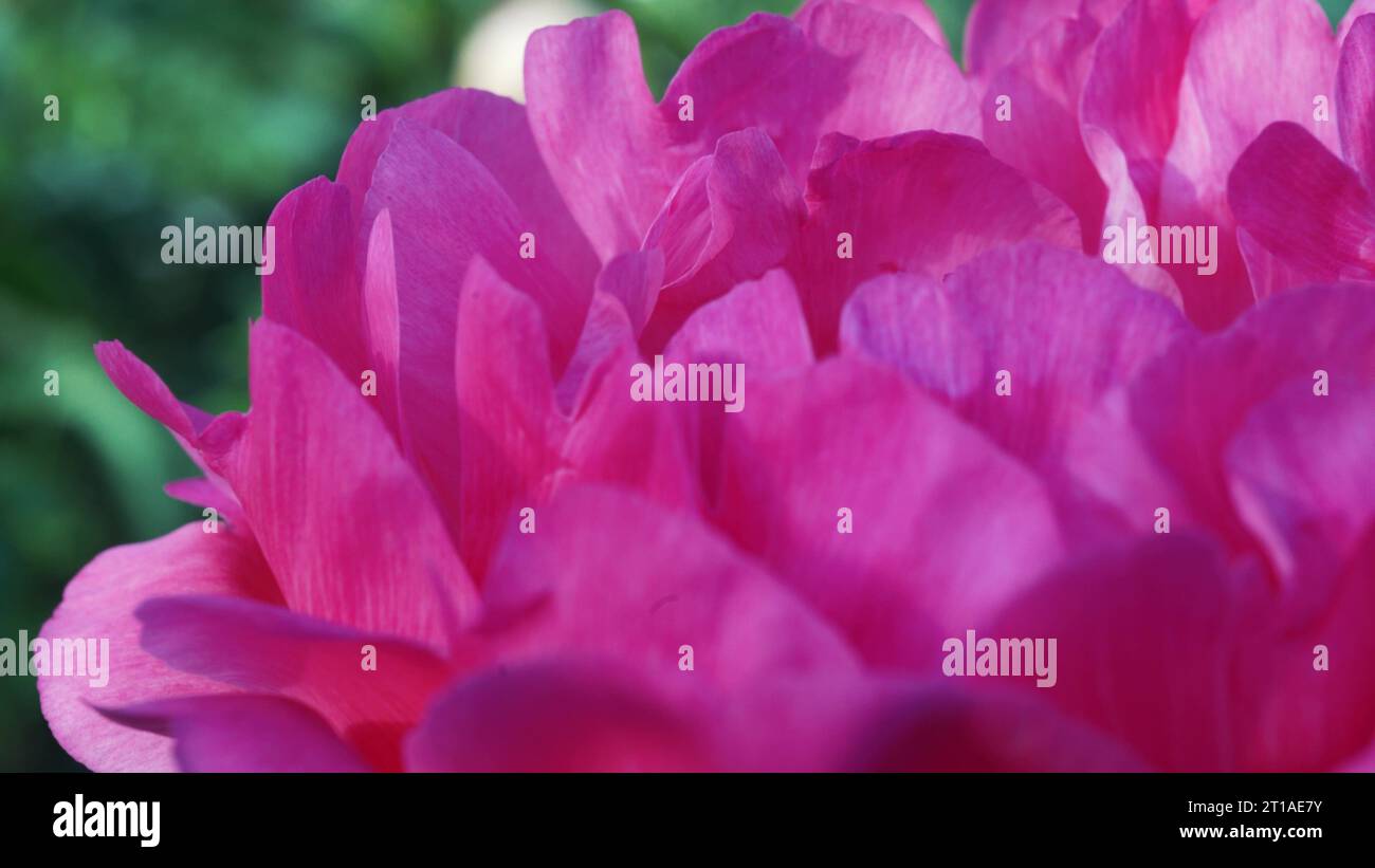 A honey bee hunts for nectar in a purple peony flower. The purple peony ...