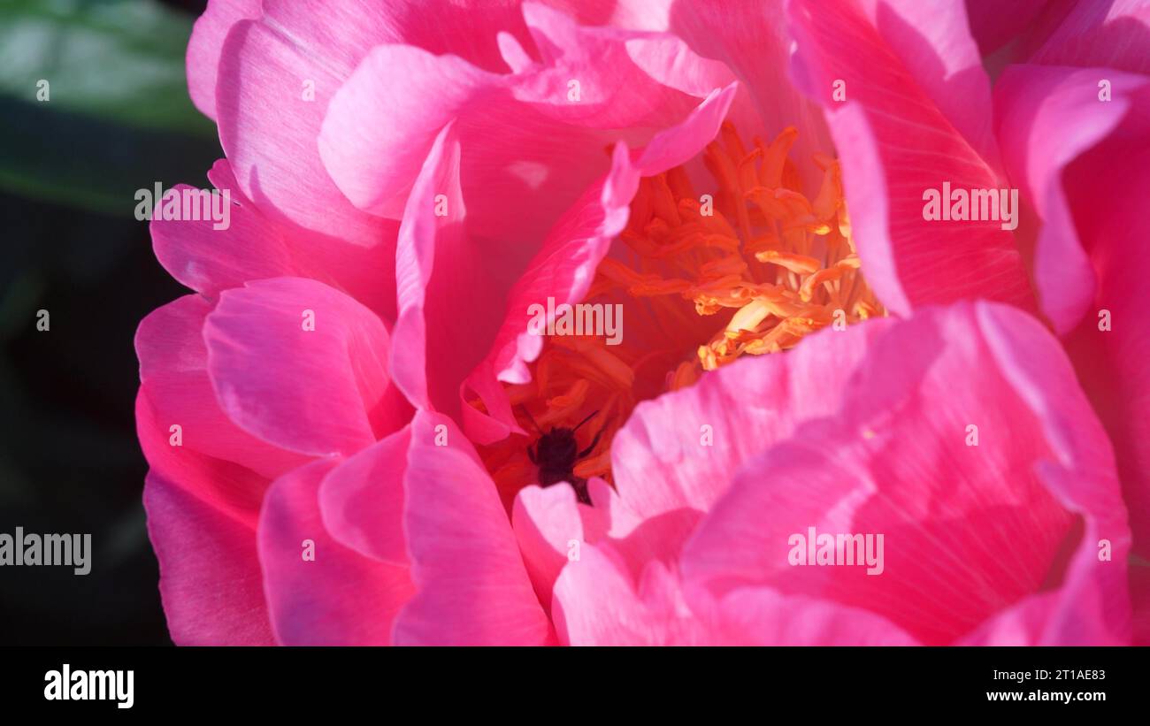 A honey bee hunts for nectar in a purple peony flower. The purple peony ...