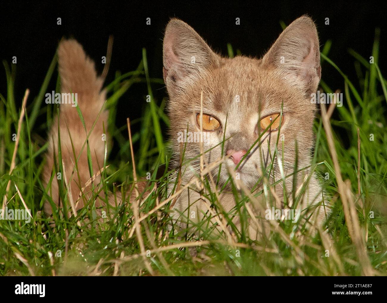 The brown cat prepares to hunt Stock Photo - Alamy