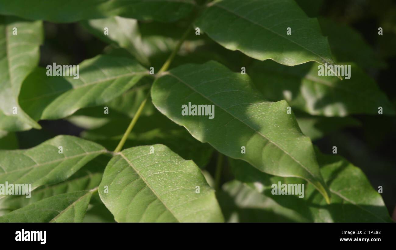 Close up of morning dew drop falling on natural green plant leaves ...