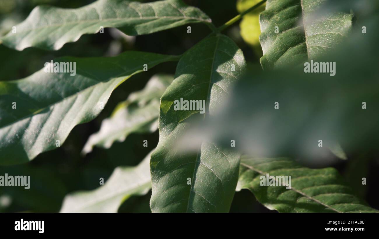 Close up of morning dew drop falling on natural green plant leaves ...