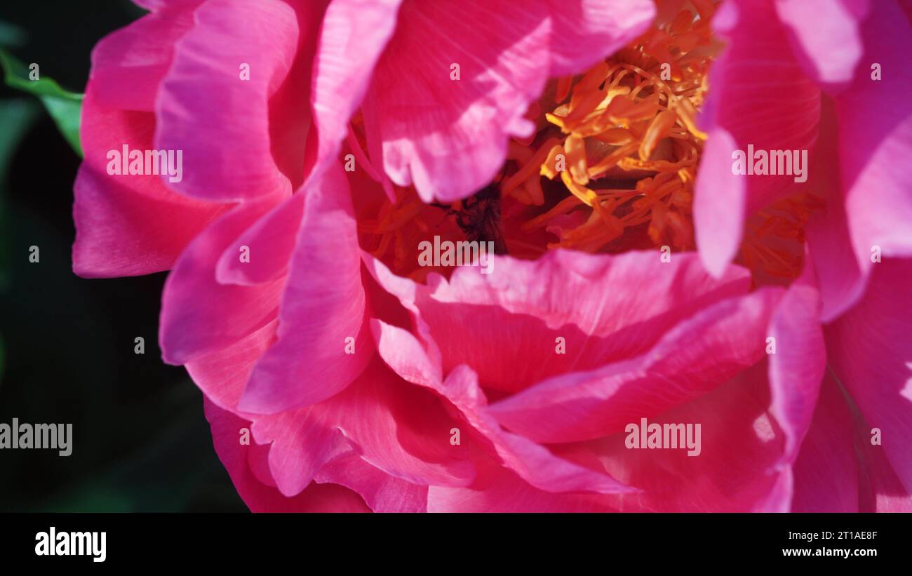 A honey bee hunts for nectar in a purple peony flower. The purple peony ...