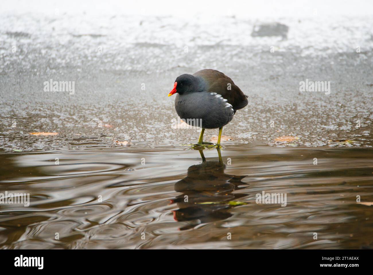 Common gallinule, Gallinula galeata moorhen waddle over frozen and snow ...