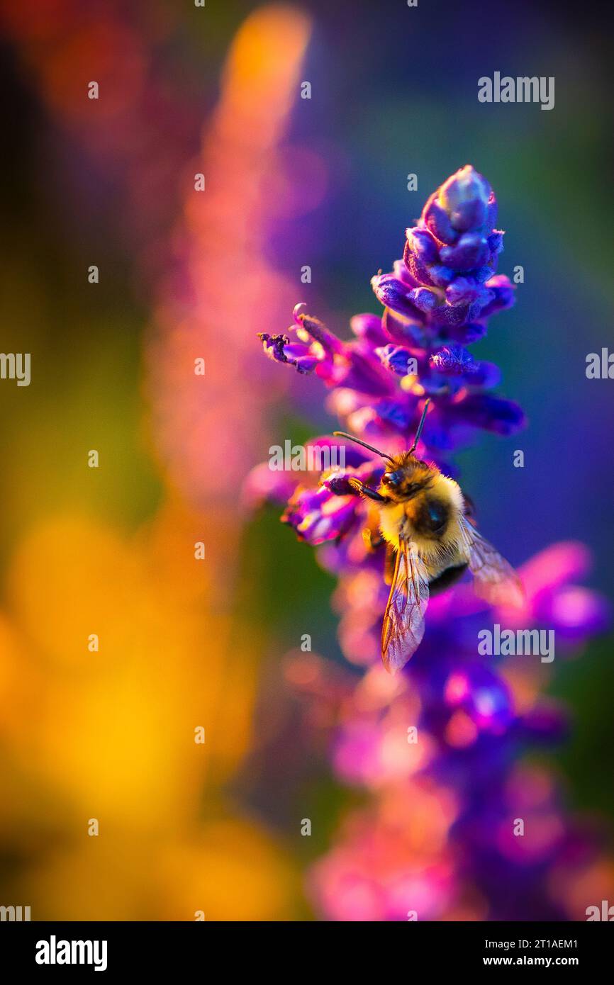 A small bumblebee sips nectar from the long purple and blue flower of a ...