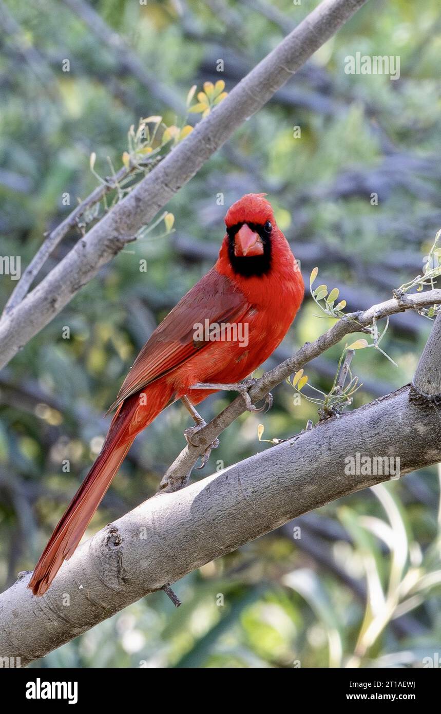 A vertical closeup of a red cardinal on a branch Stock Photo - Alamy