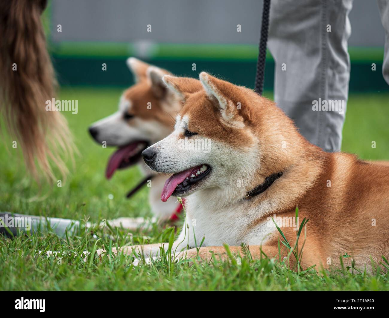 Beautiful dogs at an outdoor dog show. Different breeds of dogs Stock ...
