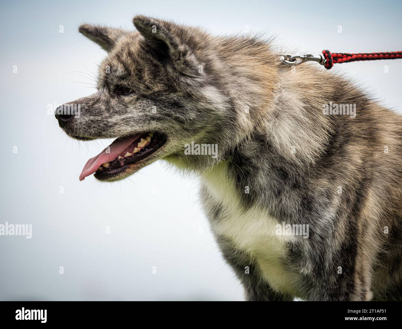 Beautiful dogs at an outdoor dog show. Different breeds of dogs Stock ...