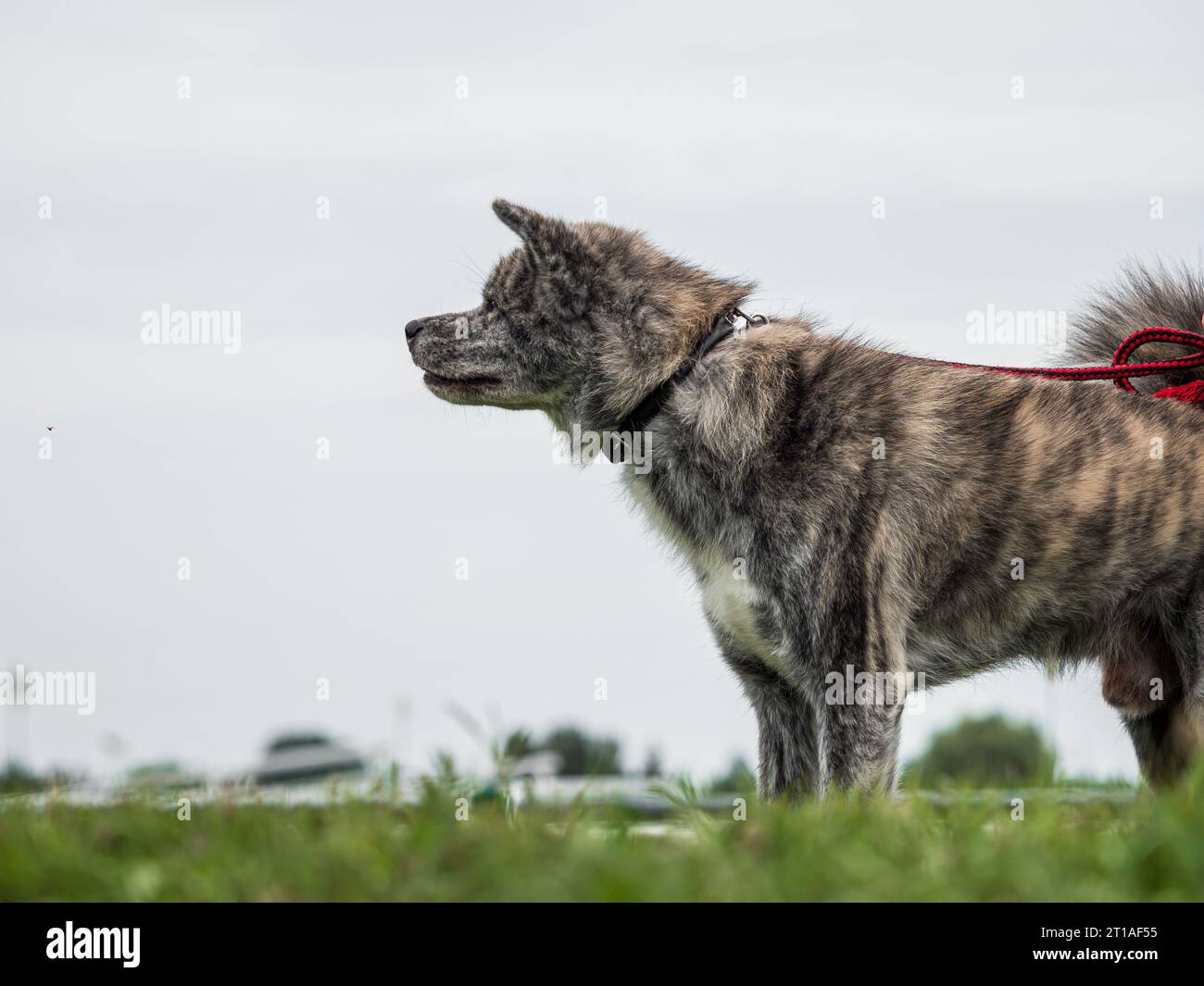 Beautiful dogs at an outdoor dog show. Different breeds of dogs Stock ...