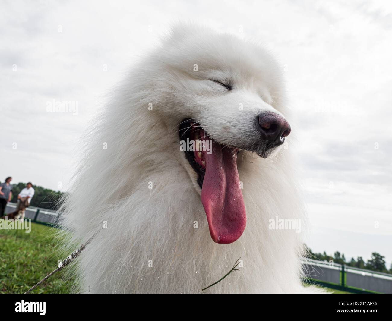 Beautiful dogs at an outdoor dog show. Different breeds of dogs Stock ...