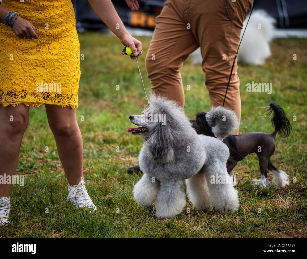 Beautiful dogs at an outdoor dog show. Different breeds of dogs Stock ...