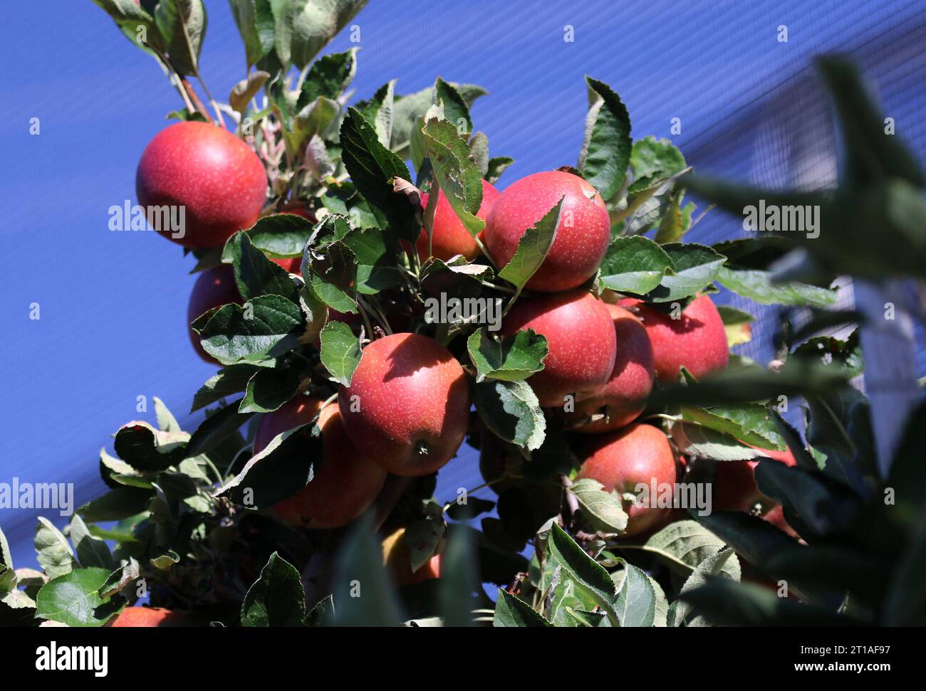 Italien, Südtirol 11. Oktober 2023 Hier der Blick auf reife Äpfel ...
