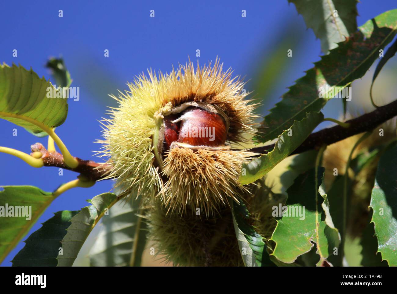 Italien, Südtirol 11. Oktober 2023 Hier der Blick auf einen ...