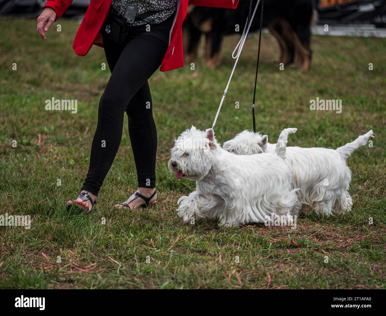 Beautiful dogs at an outdoor dog show. Different breeds of dogs Stock ...