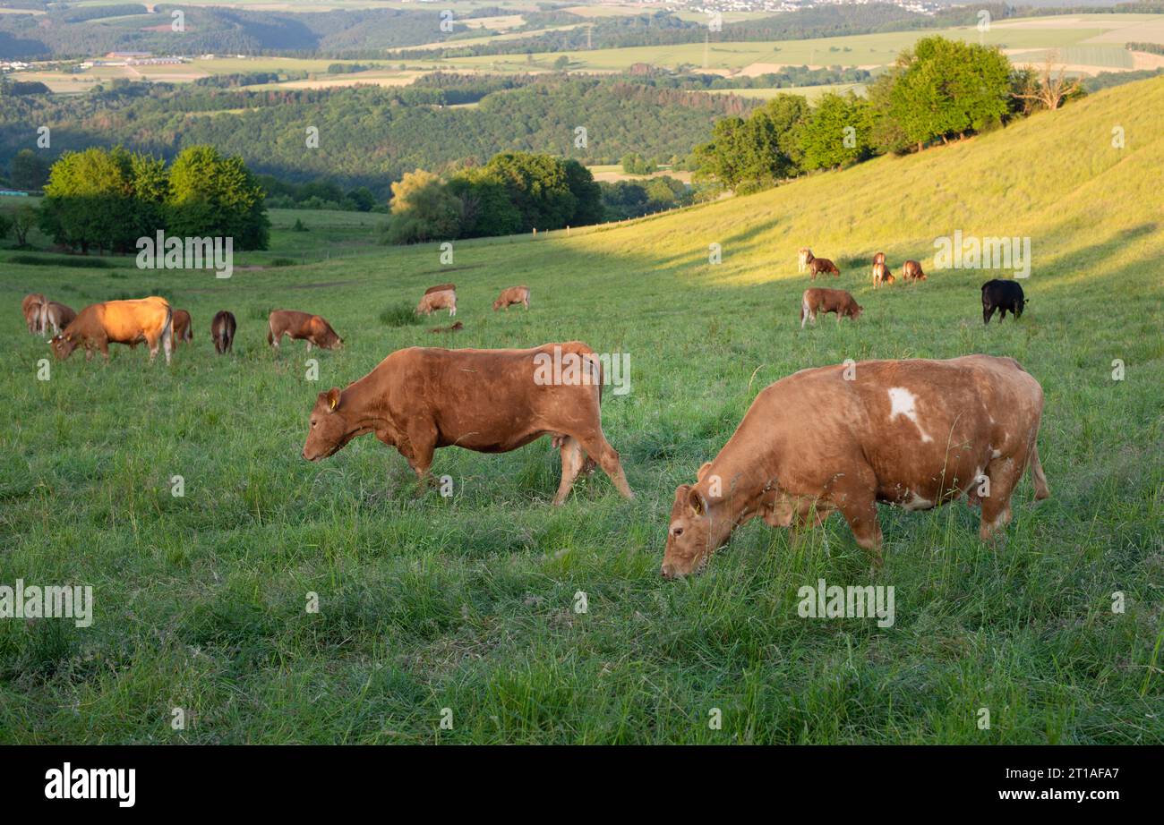 Cows grazing on pasture in Germany, species appropriate animal ...