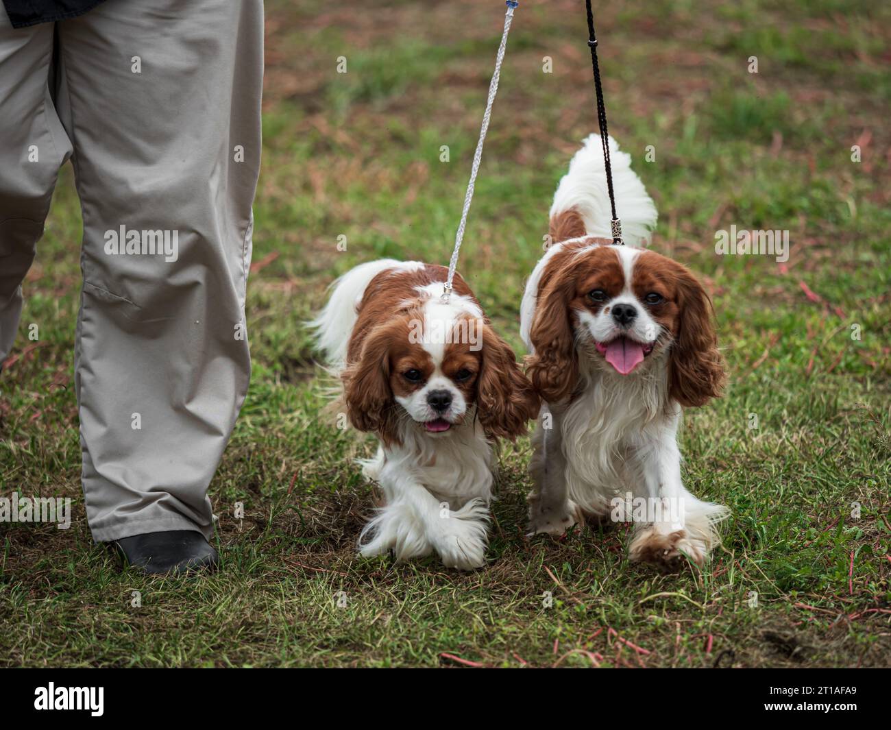 Beautiful dogs at an outdoor dog show. Different breeds of dogs Stock ...