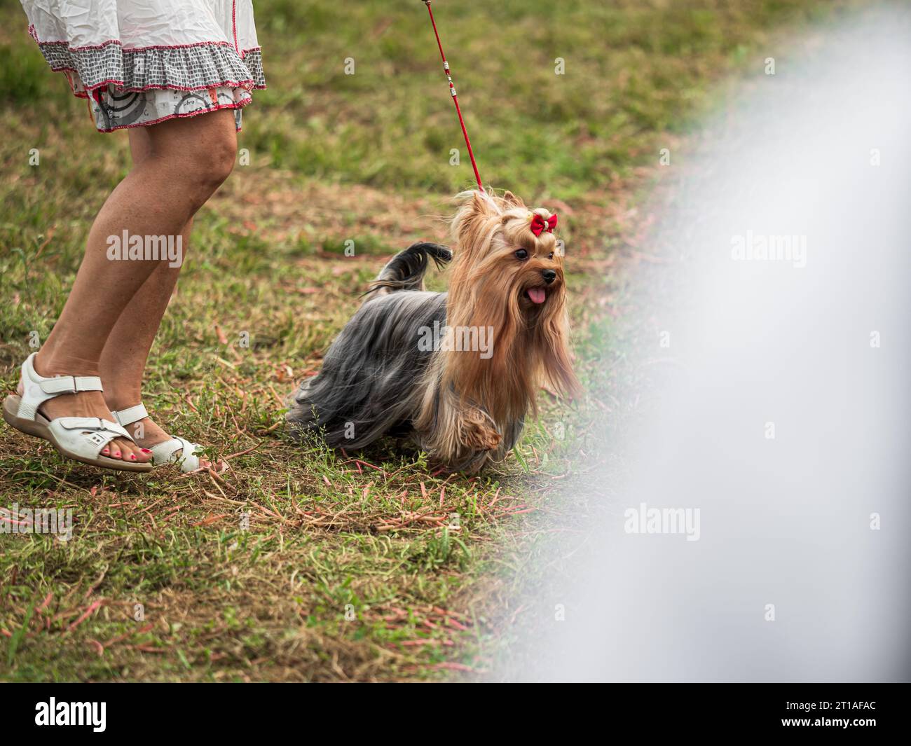 Beautiful dogs at an outdoor dog show. Different breeds of dogs Stock ...