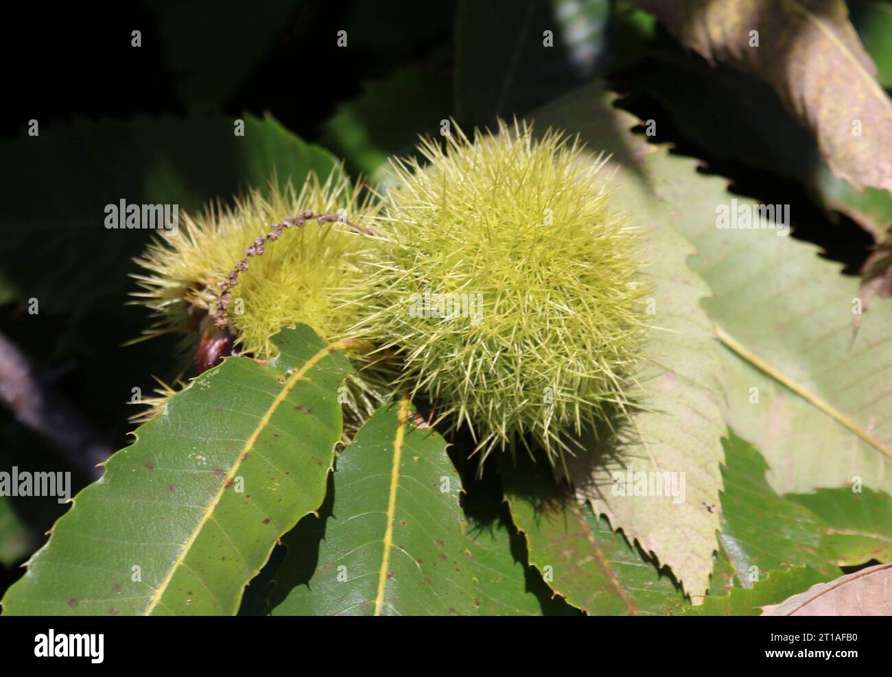 Italien, Südtirol 11. Oktober 2023 Hier der Blick auf einen ...