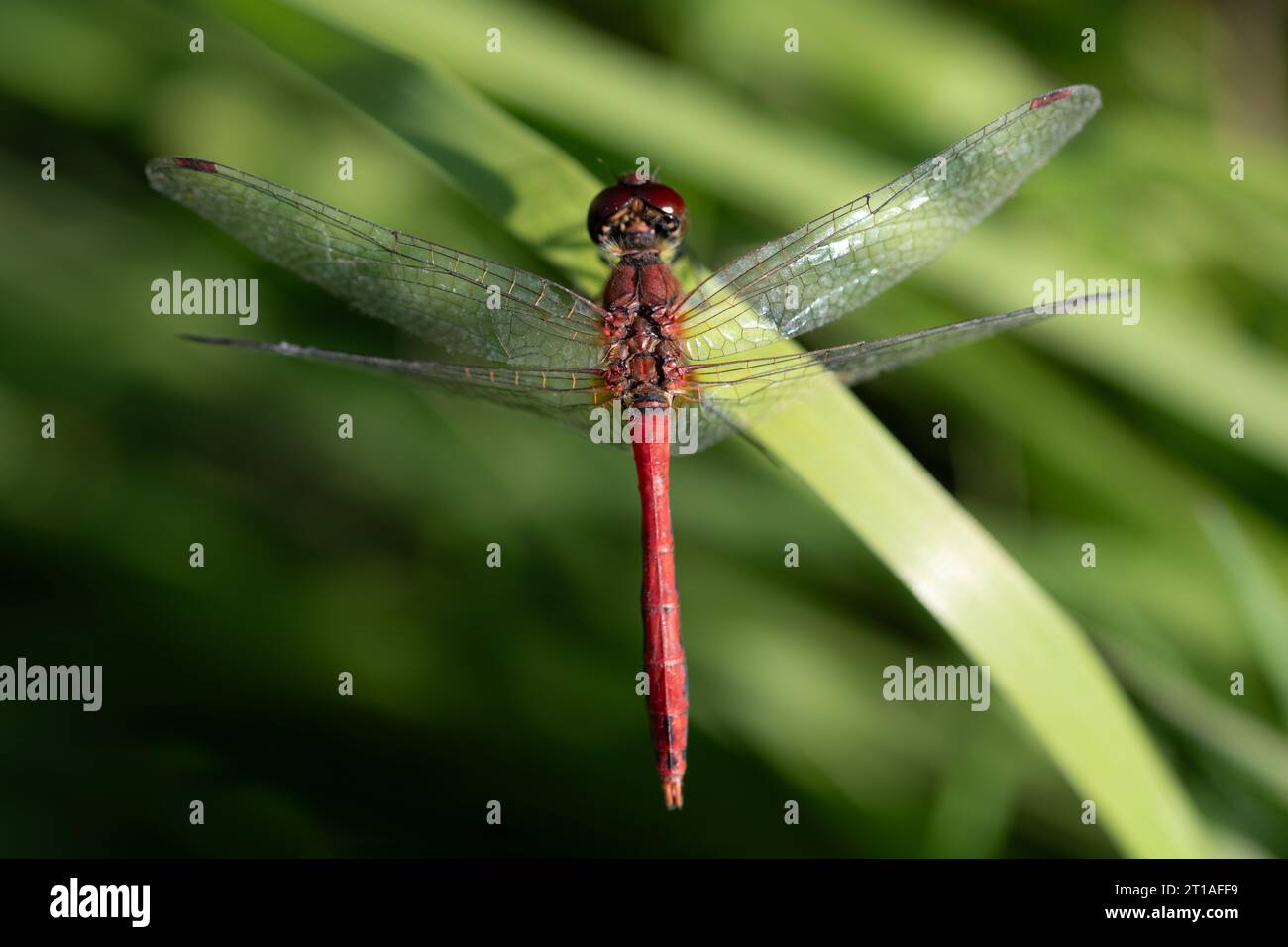 Close-up of a large red dragonfly (Rhodothemis lietincki) sitting on a ...