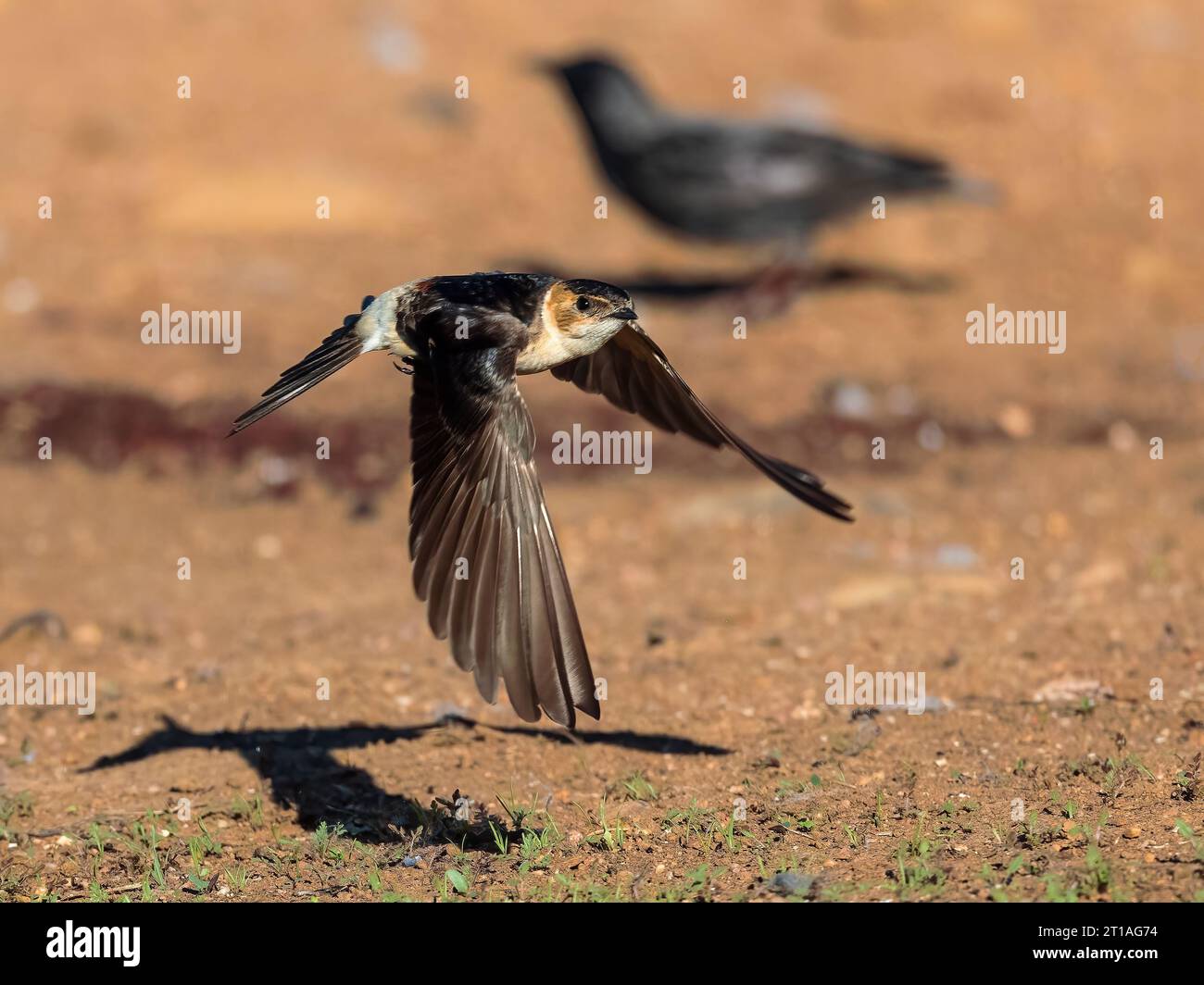 A closeup of a Red-rumped swallow (Cecropis daurica) in mid-flight ...