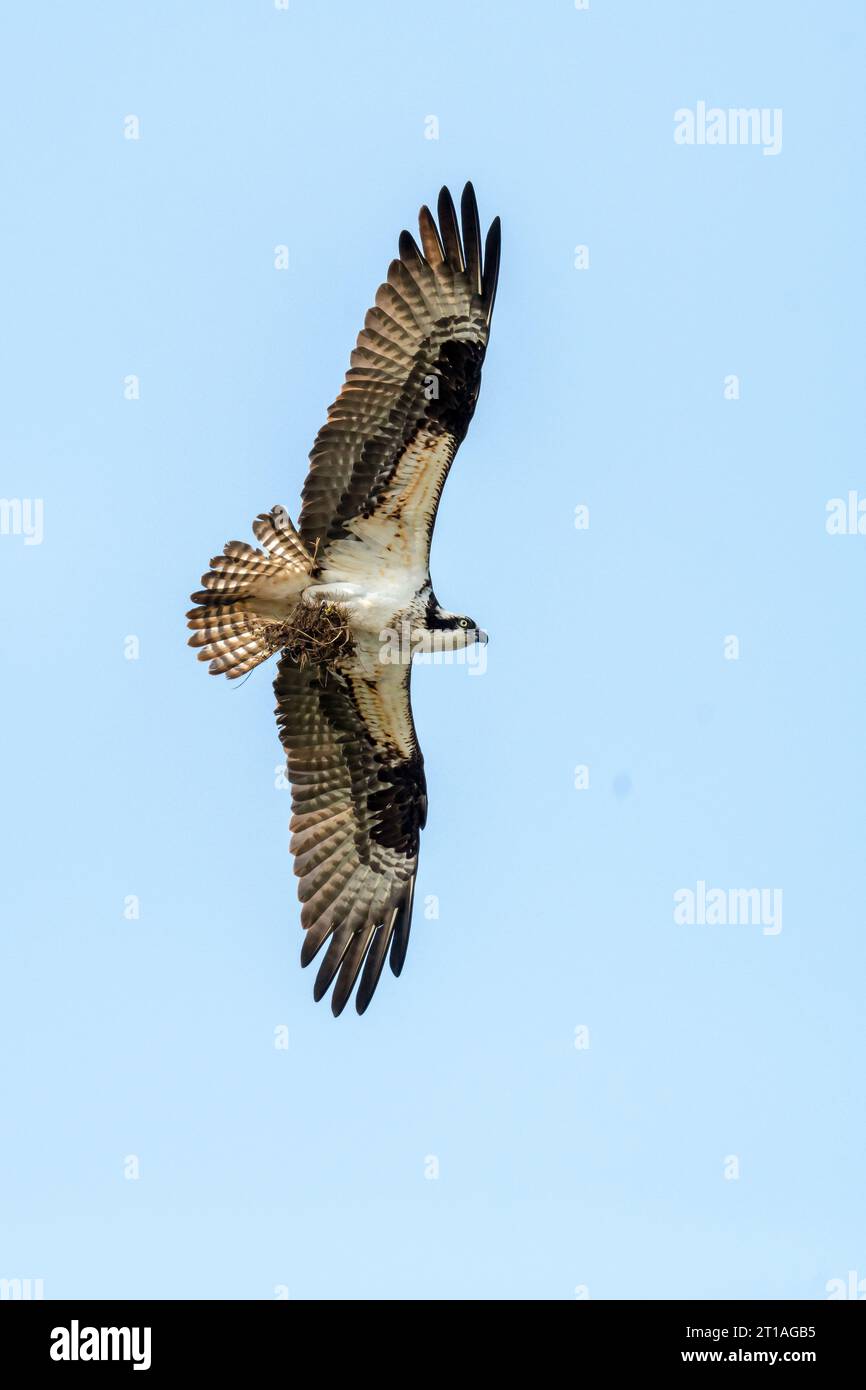 The underside of a flying osprey (Pandion haliaetus) carrying nesting ...