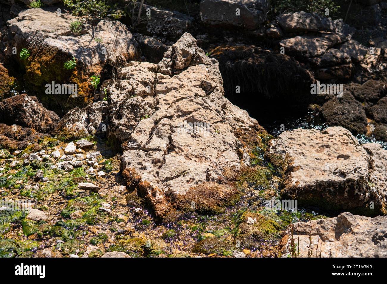 Detail of a limestone rocks with visible effects of karst Stock Photo ...