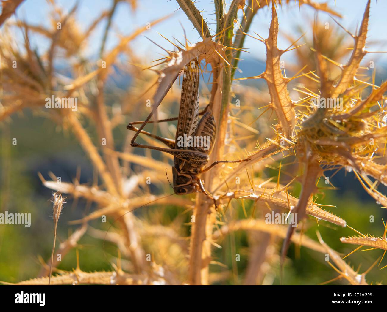 detail of a plant with Grasshopper sitting on it Stock Photo - Alamy