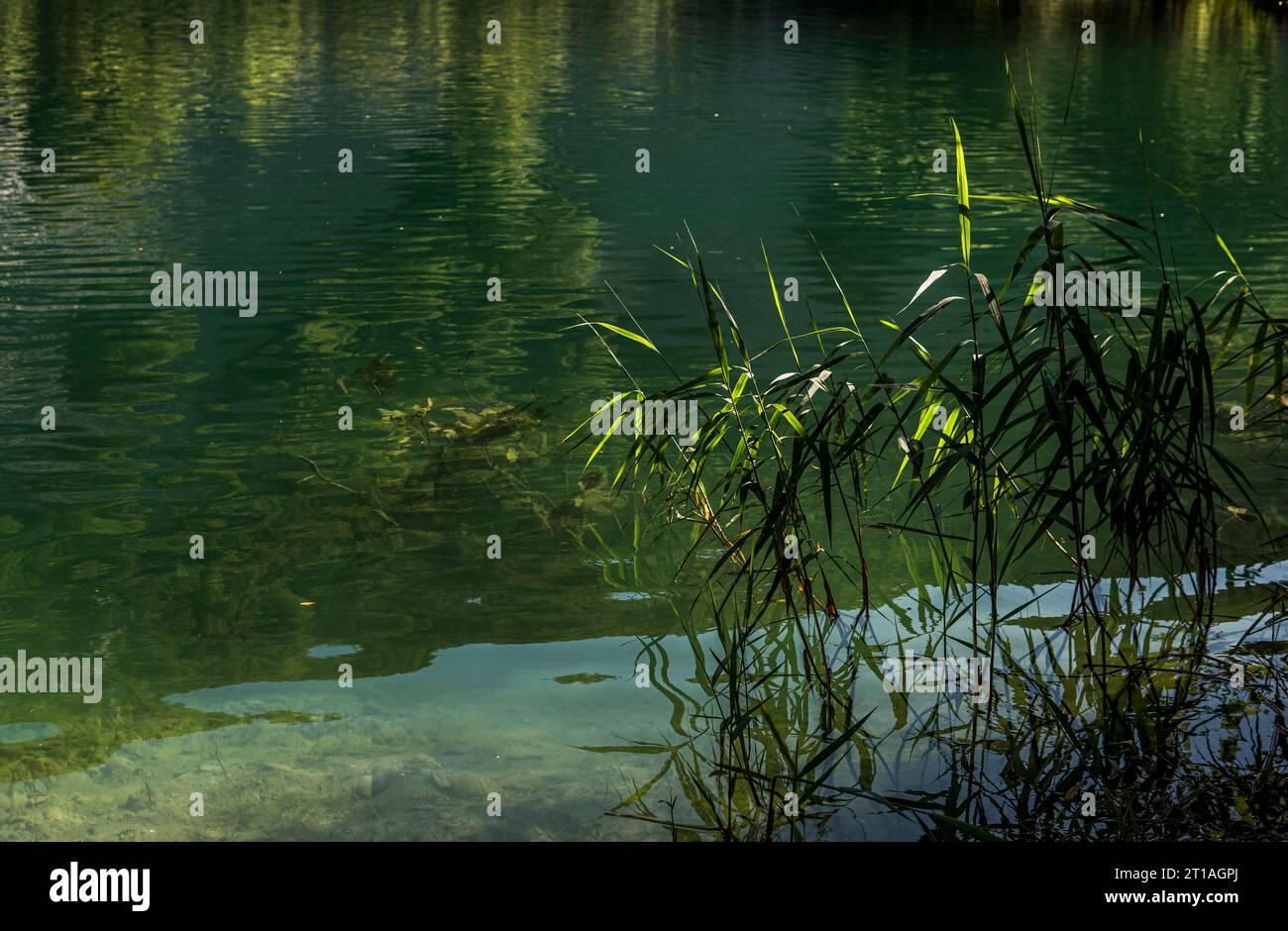 Detail of green cane growing on the shore of a small river in a hilly ...
