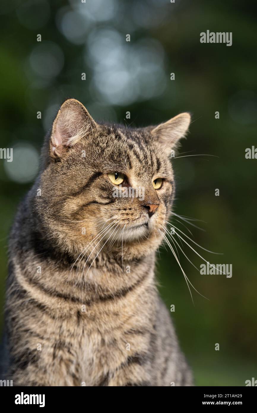 Old male tabby cat outside in a yard in summer Stock Photo - Alamy