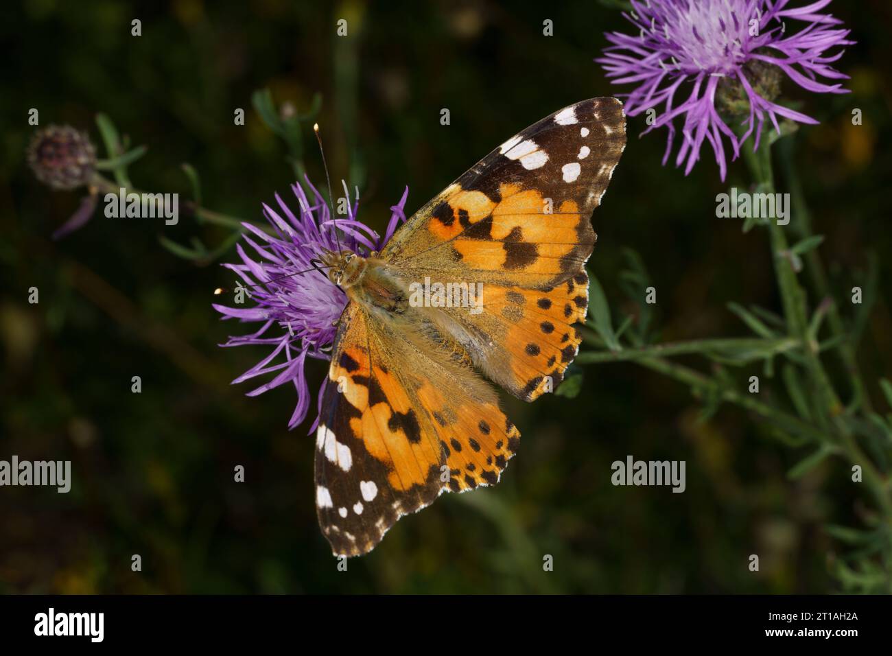 Vanessa cardui Family Nymphalidae Genus Vanessa Painted lady butterfly ...
