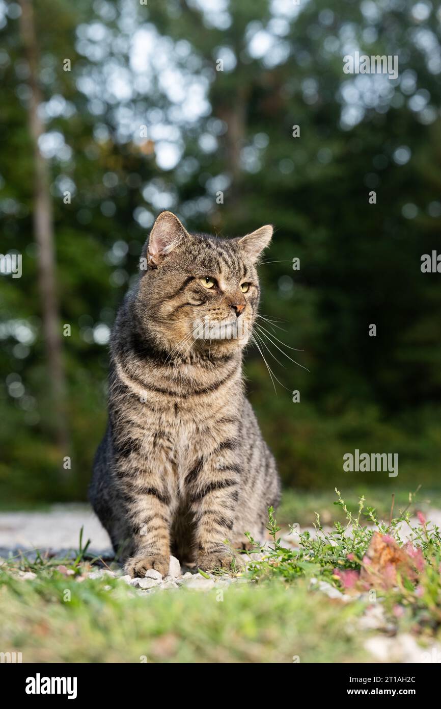 Male tabby hi-res stock photography and images - Alamy