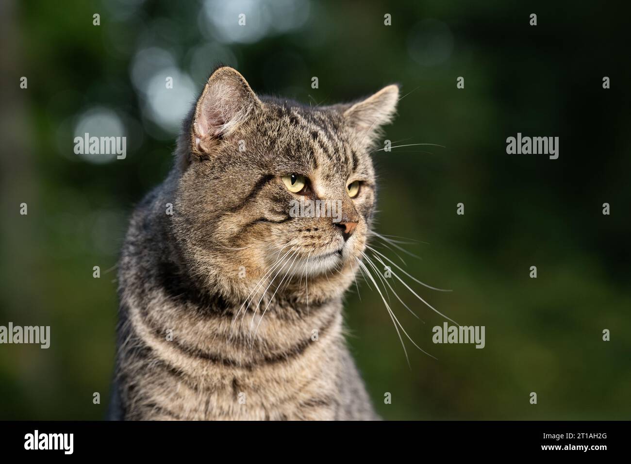 Old male tabby cat outside in a yard in summer Stock Photo - Alamy