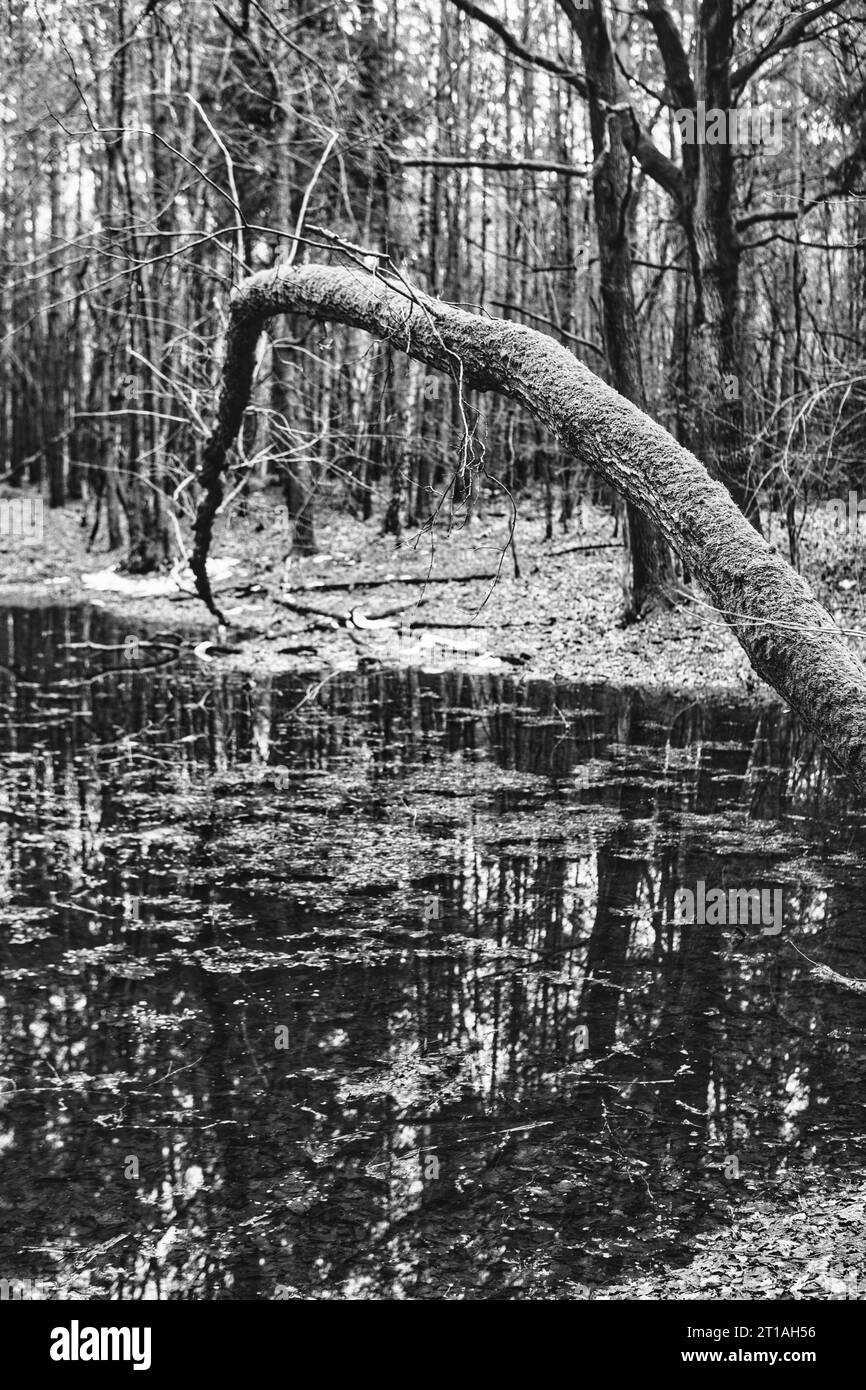 Moss on old tree Black and White Stock Photos & Images - Alamy