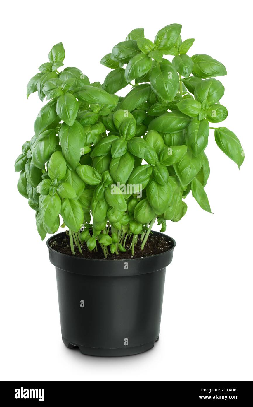 Green fresh basil in pot isolated on white background Stock Photo - Alamy