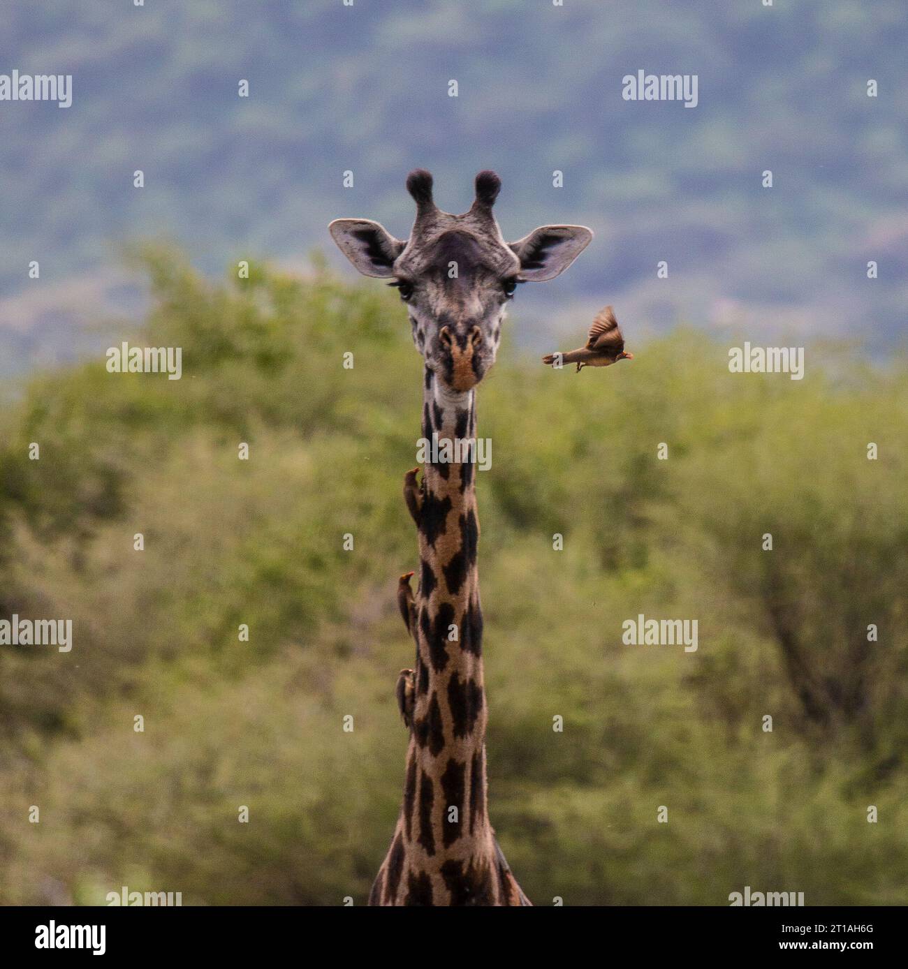 A closeup of a giraffe with a bird soaring next to it Stock Photo - Alamy