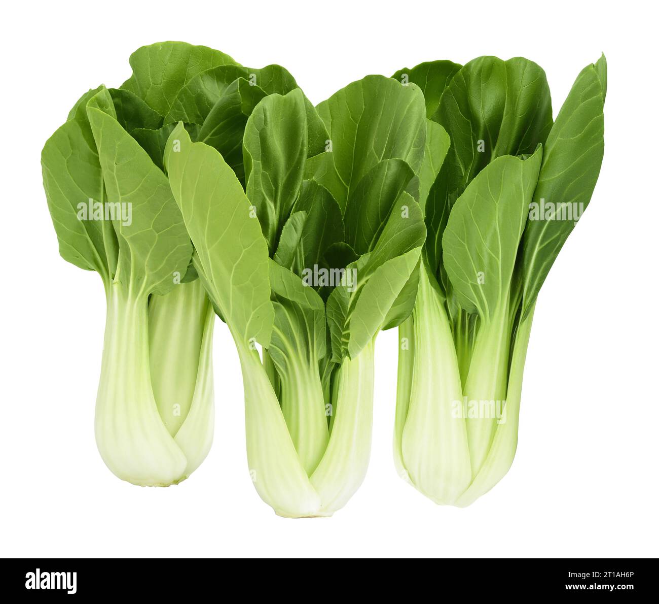 Fresh pak choi cabbage isolated on white background with full depth of ...