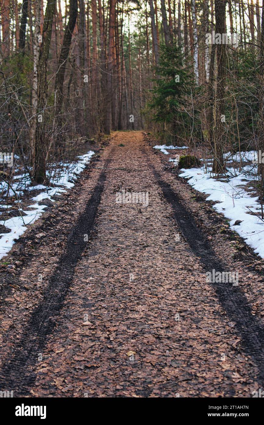 Boreal forest ground plants hi-res stock photography and images - Alamy