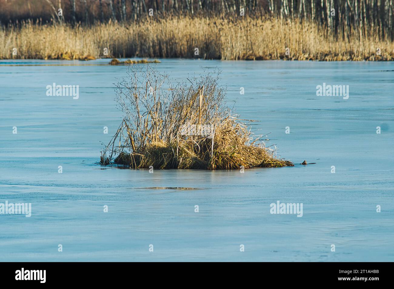 a bunch of cane at the middle of a lake partially covered with ice ...