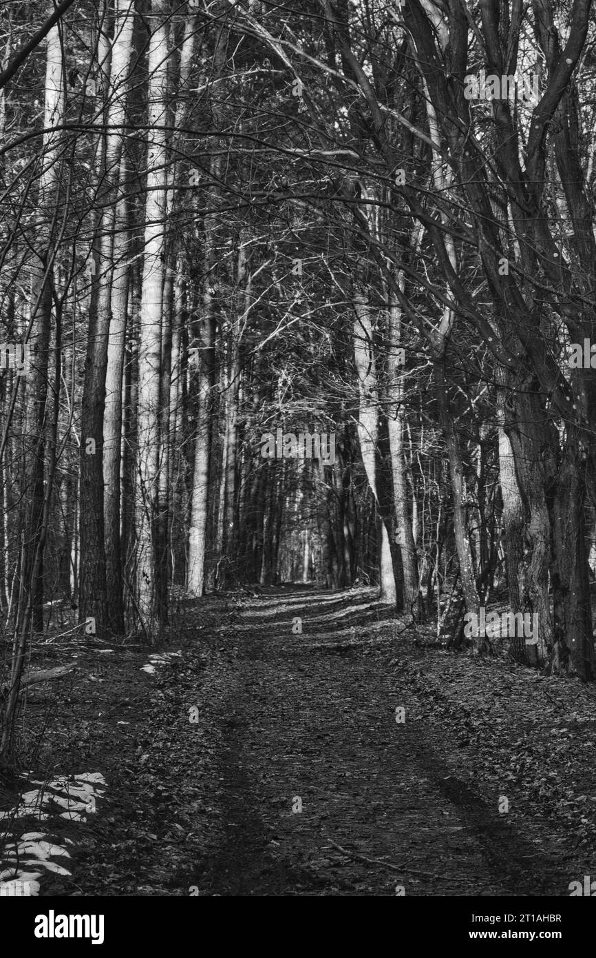 ground road through the empty forest in national park in Poland Stock ...