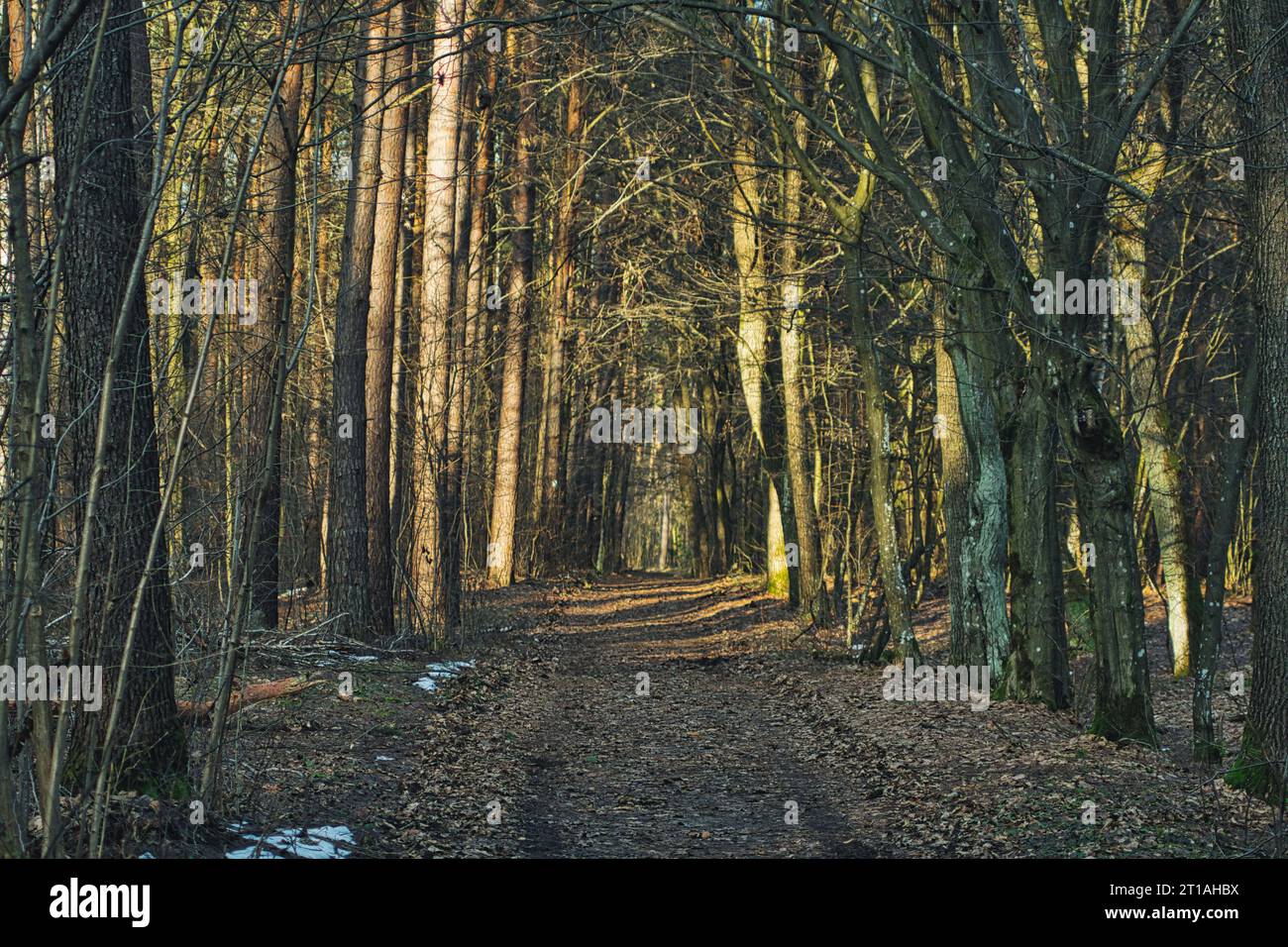 ground road through the empty forest in national park in Poland Stock ...