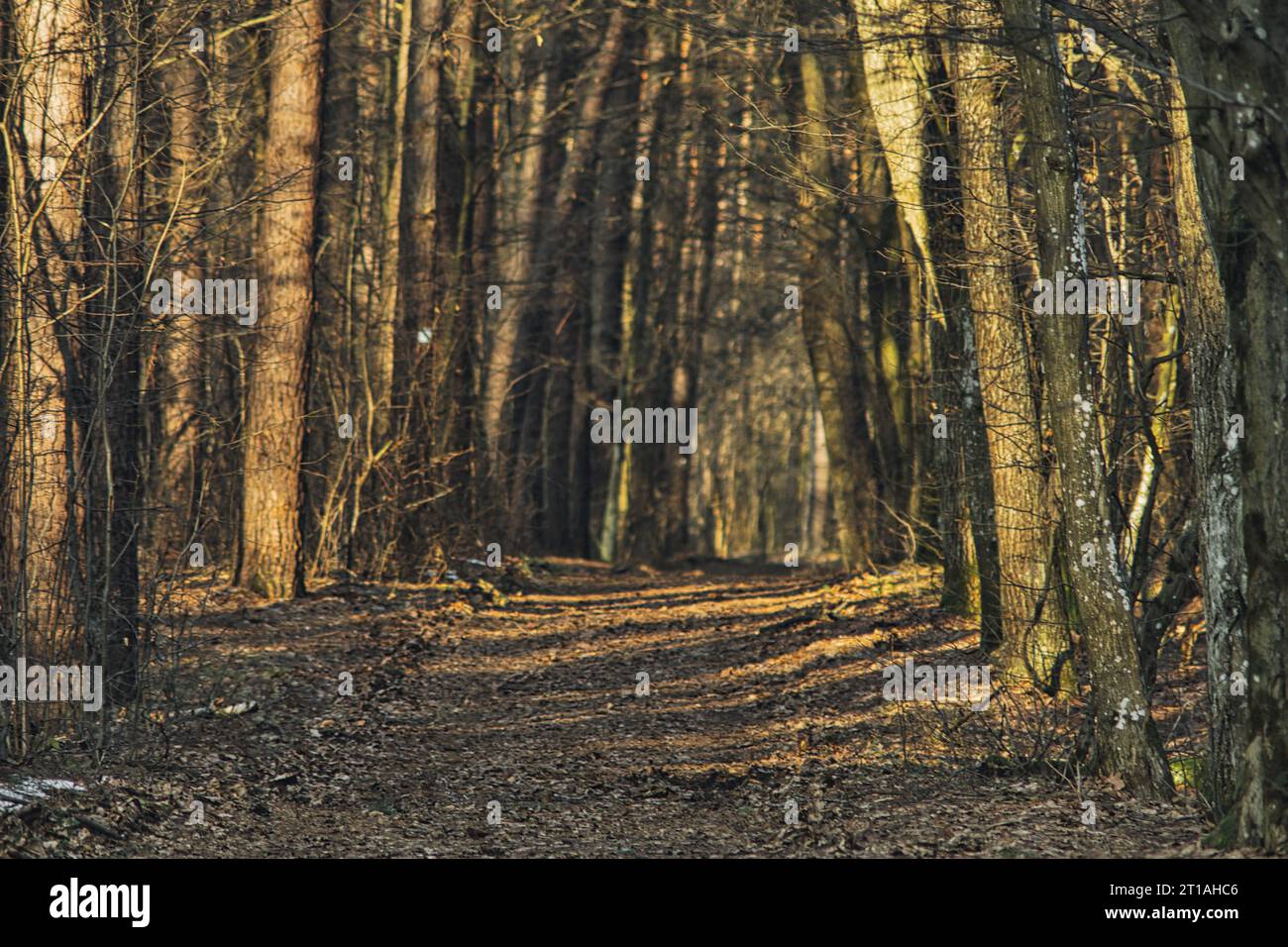 ground road through the empty forest in national park in Poland Stock ...