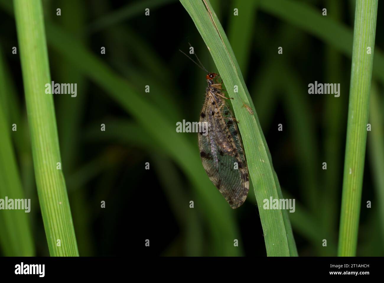 Osmylus fulvicephalus Family Osmylidae Ganus Osmylus Giant stream ...
