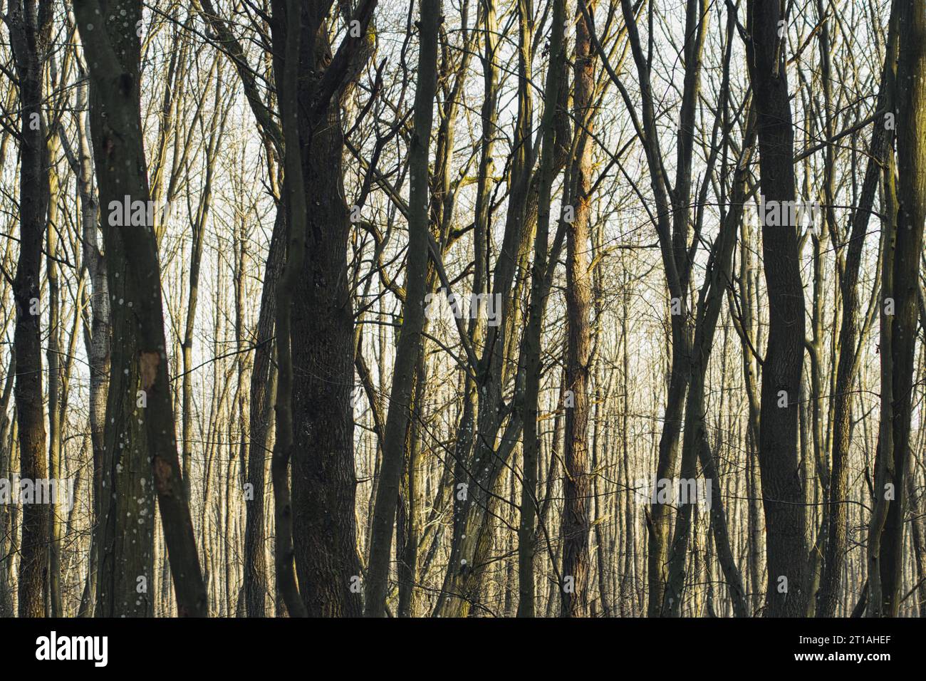 temperate forest during sunny day in early winter season Stock Photo ...